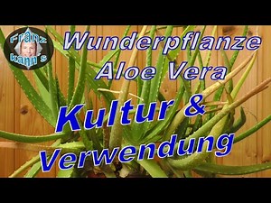 Wunderpflanze Aloe Vera - Kultur und Anwendung