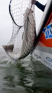 There have been some slob fish around……. @vfxwraps @marinabarnegatbay #stripedbass #fishing #fishinglife #njstripers #fountainpowerboats #centerconsoles #striperfishing #baitfishing | Fish Circus