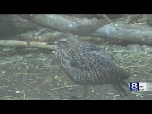 How radar helps with tracking bird migration