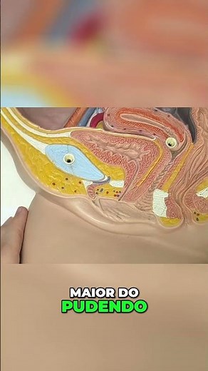 Human Anatomy - Understanding the Labia and Female Structures