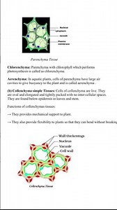 “Class IX (Science )Plant Tissue — complete notes in ONE short! 🌱📚✨”