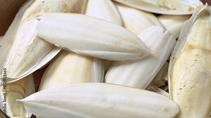 closeup dry cuttlebone or cuttlefish bone shell animal feed food for bird and pet background 4k rotate footage video