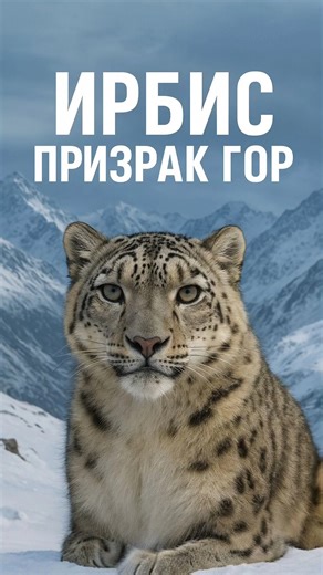 Ирбис - кот, которого почти никто не видел #ирбис #животные #дикиеживотные #дикиекошки #снежныйбарс