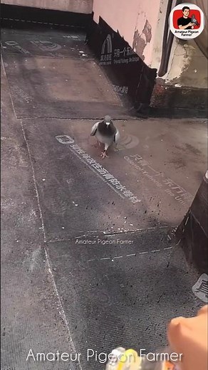 Techniques for catching pigeons #pigeon