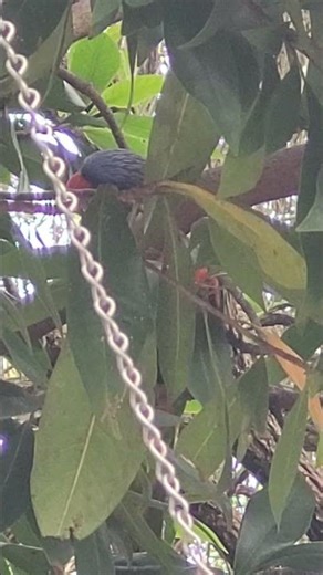 Hide and seek with Lorikeets #lorikeets