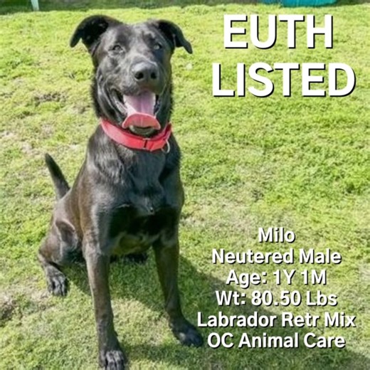 Sad update: Milo was euthanized by OC Animal Care, 4/20/24. RIP CODE RED - EUTH LISTED! Beautiful, one year old, Lab mix, Milo, needs a rescue commitment by 4/19/24 or he will be euthanized by the shelter - at OC Animal Care. Shelter staff notes: "Super sweet, easy to leash, non reactive towards other dogs when passing by. Pulls a little on leash, loves to play fetch and active boy." Milo was surrendered to the shelter for an unfortunate bite(s) incident. Owner took young Milo to a training faci