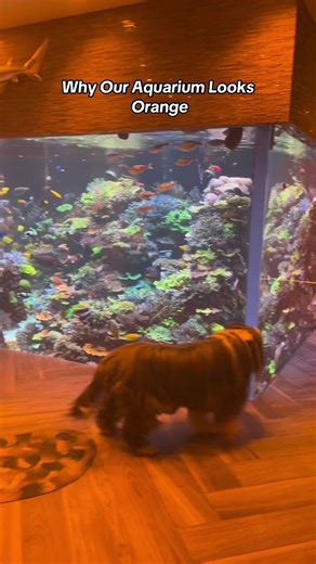 How we color correct for blue light in our saltwater in-home aquarium #homeaquarium #saltwatertank #reeftok #fishtank #coralreef #bluelight #aquariumhobby #poloreef