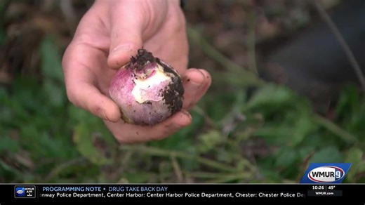 Grow it Green: Planting fall bulbs