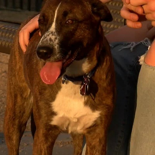 867 reactions · 1.7K shares | ATTENTION DOG OWNERS: Have you heard of leptospirosis? It's a bacterial infection that can be deadly to dogs. Watch below for symptoms to look out for! Lexi Sutter has details on a sudden spike in cases and why we could see even more in the coming weeks: bit.ly/2s0zXvq. | ABC15 Arizona | Facebook