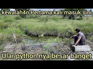 FOR THE FIRST TIME IN THIS VILLAGE, A GIANT PYTHON WAS REMOVED FROM THE RIVER WATER WHERE A LARGE...