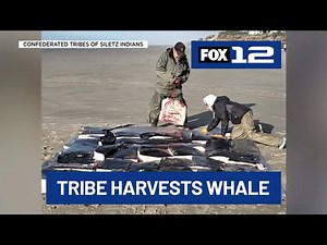 Siletz tribe harvests beached humpback whale at Oregon coast in rare cultural practice