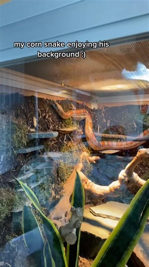 Corn Snake Tank Setup Ideas: Bioactive Enclosures & Custom Decor