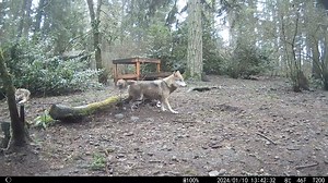79K views · 1K reactions | It’s Trail Cam Sunday! Mexican wolves...