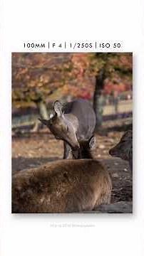 The Art of Megapixels: How Resolution Shapes Image Quality in Modern Photography