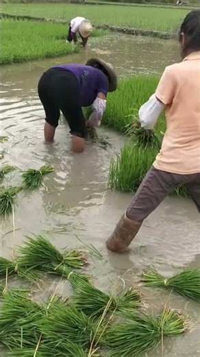 Under my feet lies the icy water of the fields and on my shoulders is the heavy harvest of