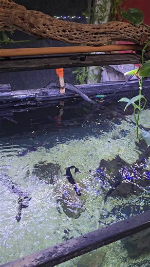 Ohio Fish Rescue on TikTok