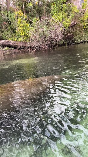It’s amazing how such a big manatee to go so far upstream into shallow water. Right now with these cold temperatures the springs are loaded with them trying to stay warm. #manatee #springs #kayaking #nature #outdoors