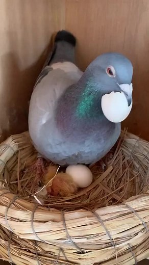 58K views · 234 reactions | Racer Pigeons  New born baby殺 Pigeon Clash #pigeon #pigeons #newbornbaby #pigeonbaby #pigeonforge #pigeonsloversofallkinds #pigeonforgetn #pigeonracing #pigeonsofinstagram #pigeonforgetennessee #pigeonsport #pigeonsplayingpingpong #2024trends #viralreels #reelsviralfb #viralreelsfb #reelstrending #reelsfacebook #reelschallenge #pigeonhatching #petcare | Pigeon Clash | Facebook