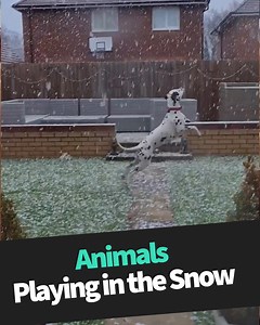 16K views · 789 reactions | These animals love playing in the snow | Animal Antics | Facebook