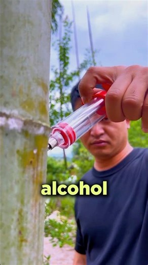 Por Esta Razón Las Personas Inyectan Los Bambúes!