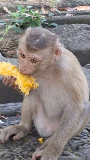 Angkor Monkey Family, #1084. #shorts