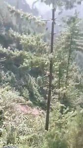 1K views · 14 reactions | Rescue operation to save common leopard at Panjkot muzaffarbad AJK. Well done rescue team of Wildlife department AJK #NatureNews | Nature News Network | Facebook