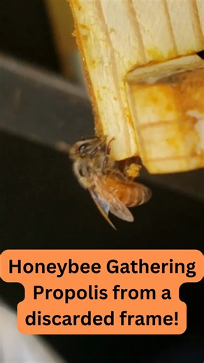 2.1K views · 13 reactions | This #honeybee is gathering propolis from an unused frame. She will take it back to the hive and reuse it to help close up any drafty cracks! #beekeeping #honeybees | BeensBees | Facebook