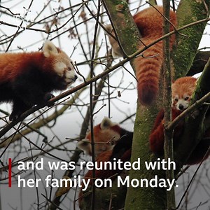 The hunt for Red Amber.... | BBC News NI