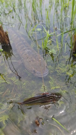182K views · 682 reactions | Big live bait for Invasive Northern Snakehead #reels #fish #fishing | Fishy Story | Facebook