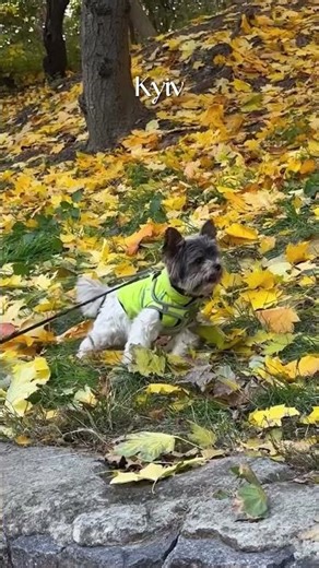 Autumn in Kyiv 🇺🇦 | Feel the Weekend Magic 🍁✨ #ukraine #autumn #magic #weekend #magic #vibes