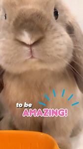 15K views · 2.3K reactions | Muni says You’re Amazing! He ❤️’s You! #feelgood #bunny #bunnies #rabbits #pets #lopbunny #cutepets #muni #babyboy #floof #sofluffy #nomnom #youreamazing #sundayvibes #sunday #bunnyrabbit #bunnyears #nomnom #happyboy #reels #reelsvideo #reelsinstagram #bunniesofinstagram #petsbringustogether #petsofinstagram #rabbitsofinstagram | Bunnyhoney Store | Facebook