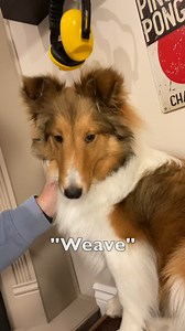 50 Tricks in 50 Days - Day 52 "Weave" 🐶💕 Like & Follow on Cricket "the sheltie" Chronicles #sheltie #dogtrainingtips #dogtrickschallenge #dogtricks | cricket.chronicles