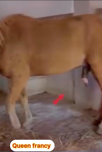 8.6K views · 45 reactions | How many legs am I seeing  | Queen francy's Tv | Facebook