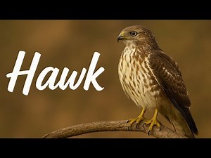 The Hawk: Master of the Sky