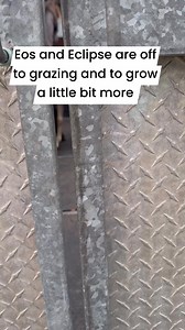 5.8K views · 93 reactions | It’s been a big day. Eclipse and Eos took a littler trailer ride out to grazing. This is so they can grow on good green grass and Eclipse who was the skinniest of the most recent wild horses has a chance to put some real weight on. Daisy, Dainty & Devine all came back to the barn so they can come back into work and get ready for rehoming. | Wild Horse Project | Facebook