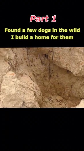 #dog #dogs #build #help #rescue