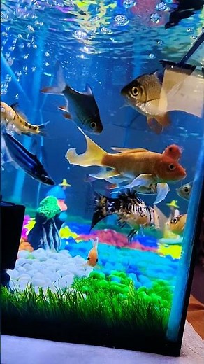 🐠 Amazing Fish Tank ASMR 😍 | Relaxing & Satisfying Video #fishing #ytshorts #waterworlds