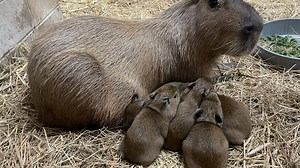 Capybara at the Cape May County Zoo gives birth to 5 pups