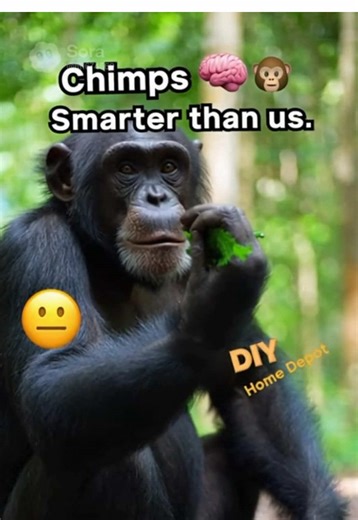 •\tChimpanzees deliberately fold, chew, or bunch leaves into a kind of natural sponge. \t•\tThey use these leaf sponges to soak up water from: \t•\ttree holes 🌳 \t•\trock crevices \t•\tmuddy or narrow sources \t•\tThen they suck the water out of the leaves. Why this is a big deal \t•\t🛠️ This is intentional tool creation, not instinct. \t•\t👶 Young chimps learn it by watching adults (cultural transmission). \t•\t🧠 It shows problem-solving planning. \t•\t🔬 This behavior has been observed in 