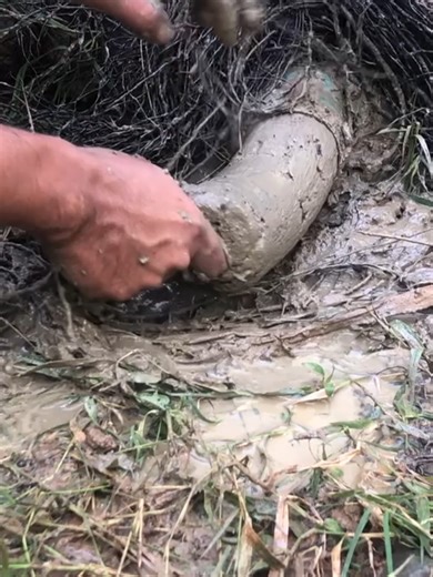 Remove Debris Clogged Culvert Pipe #unclog #drain #shorts #clean #satisfying #shortsfeed #farming#satisfyingvideo #unclogged #shortstorycentral #cloggingcompetition #stormdraincleaning #shorts #sort
