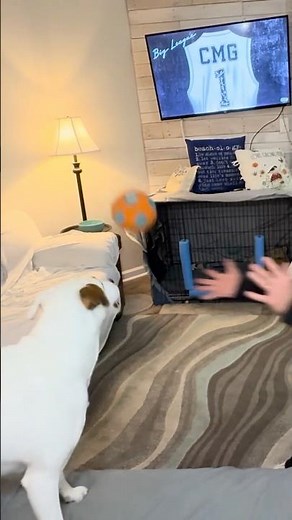 Bad Bunny ⚽️🐶Header!