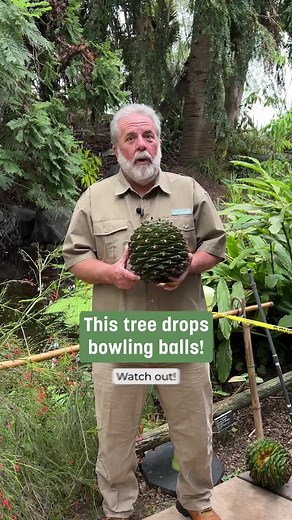 Bunya Bunya Cone Dropping Season: Stay Safe!