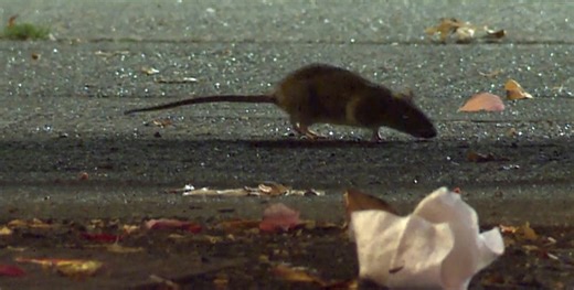 West Coast cities top Yelp’s list of most rat-infested cities. Here’s how Portland ranked