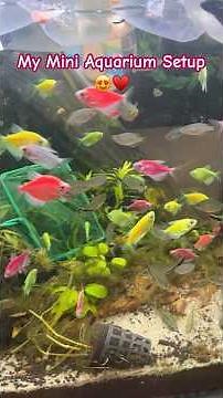 My New Fish Setup… You Can’t Miss This One! 🐠✨#fish #aquarium #shorts