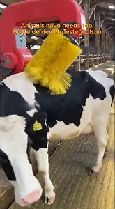 Amazing Cow Scratching Robot! 🤖🐄 You'll Be Shocked by the Results!