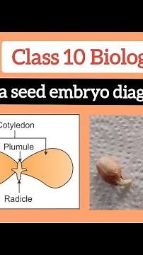 Pea seed embryo diagram | germination of seed Class 10 biology #class10biology #seedgermination