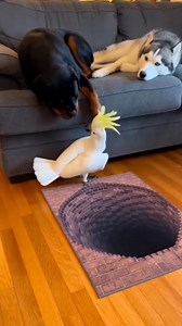 #FunnyPrank #Cockatoo #Rottweiler #Husky #OpticalIllusion #TrickRug #FunnyAnimals #ScaryButFunny #CinematicPhotography #UltraRealistic #Pets #AnimalLovers #PetMoment #8KImage | Mr. Parrot