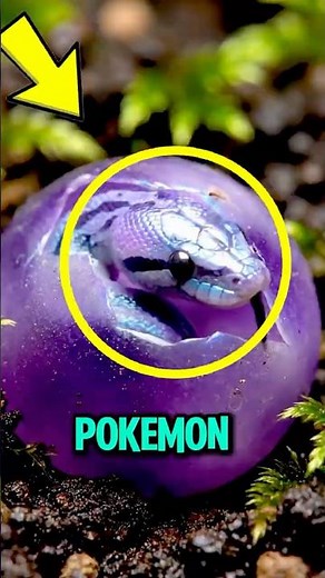 Top 5 Rare Snakes That Look Straight Out of a Nightmare! 😱 🐍💀