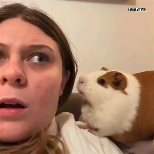 Real I was the Agent | Normie Memes