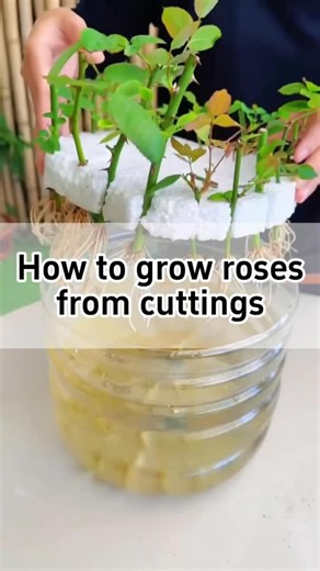 Gardening Tips on Instagram: "🌹How to grow roses from cuttings?🌹"